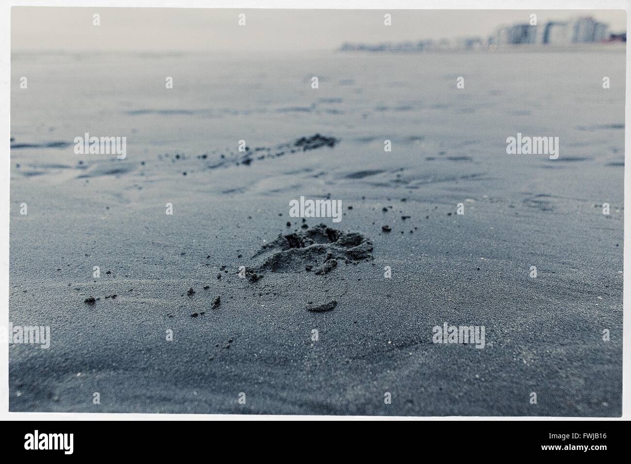Dog footprint on sand hi-res stock photography and images - Alamy