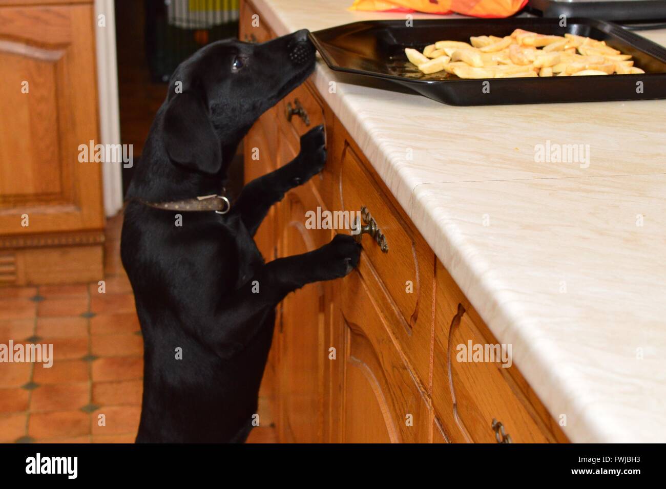 Dog Kitchen Counter High Resolution Stock Photography and Images - Alamy
