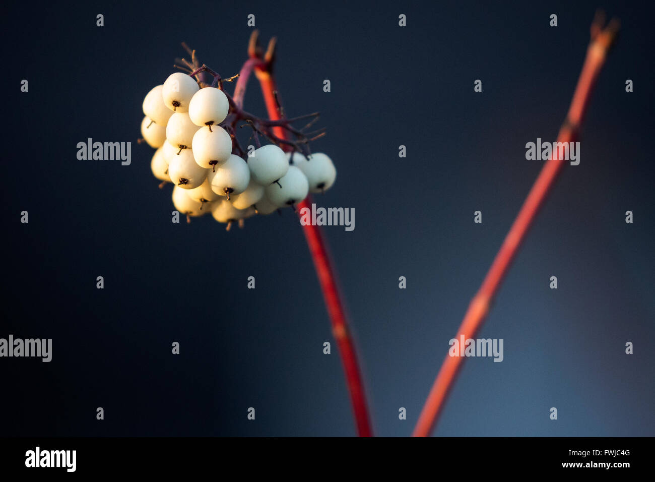 Berries sky hi-res stock photography and images - Alamy