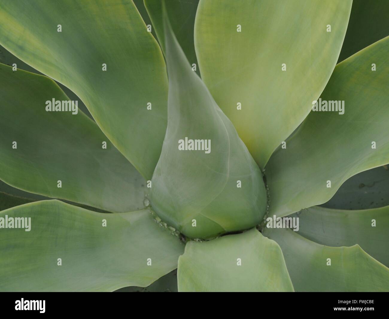 Full Frame Shot Of Agave Growing Outdoors Stock Photo - Alamy