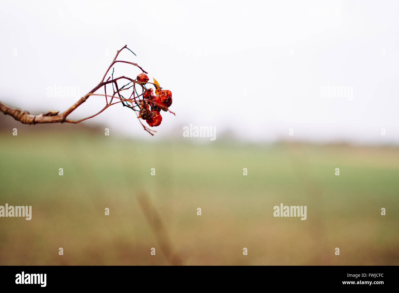 Rotten berries hi-res stock photography and images - Alamy