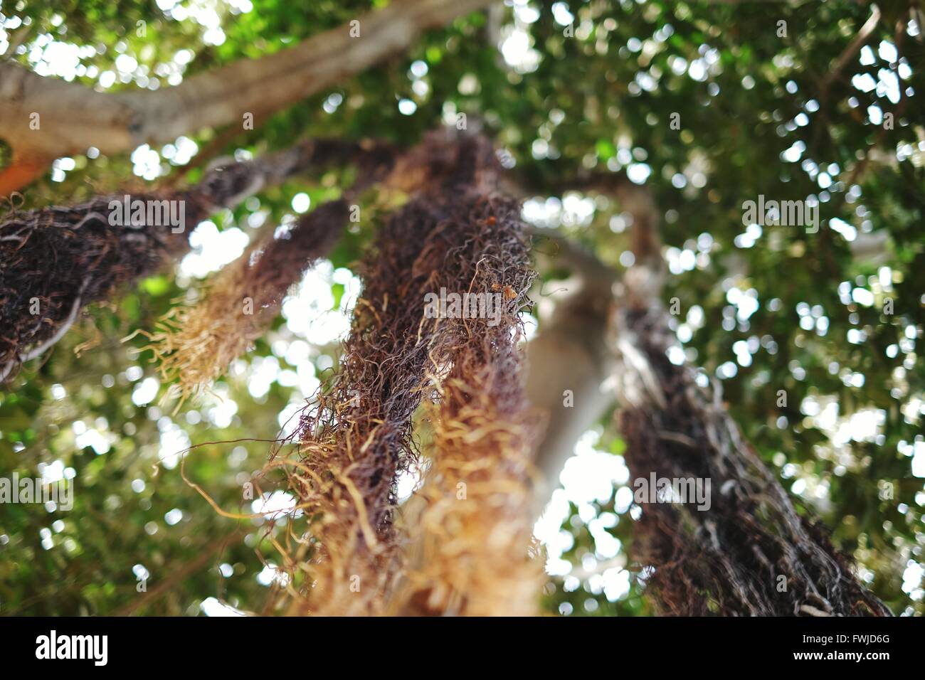 Tree With Hanging Roots High Resolution Stock Photography and Images ...
