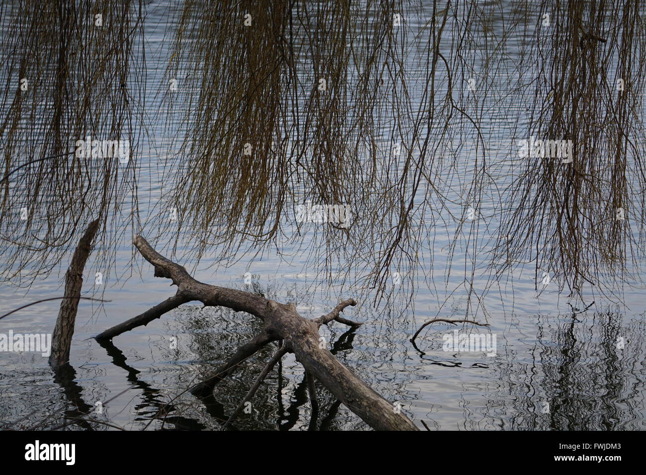 Floating branches hi-res stock photography and images - Alamy
