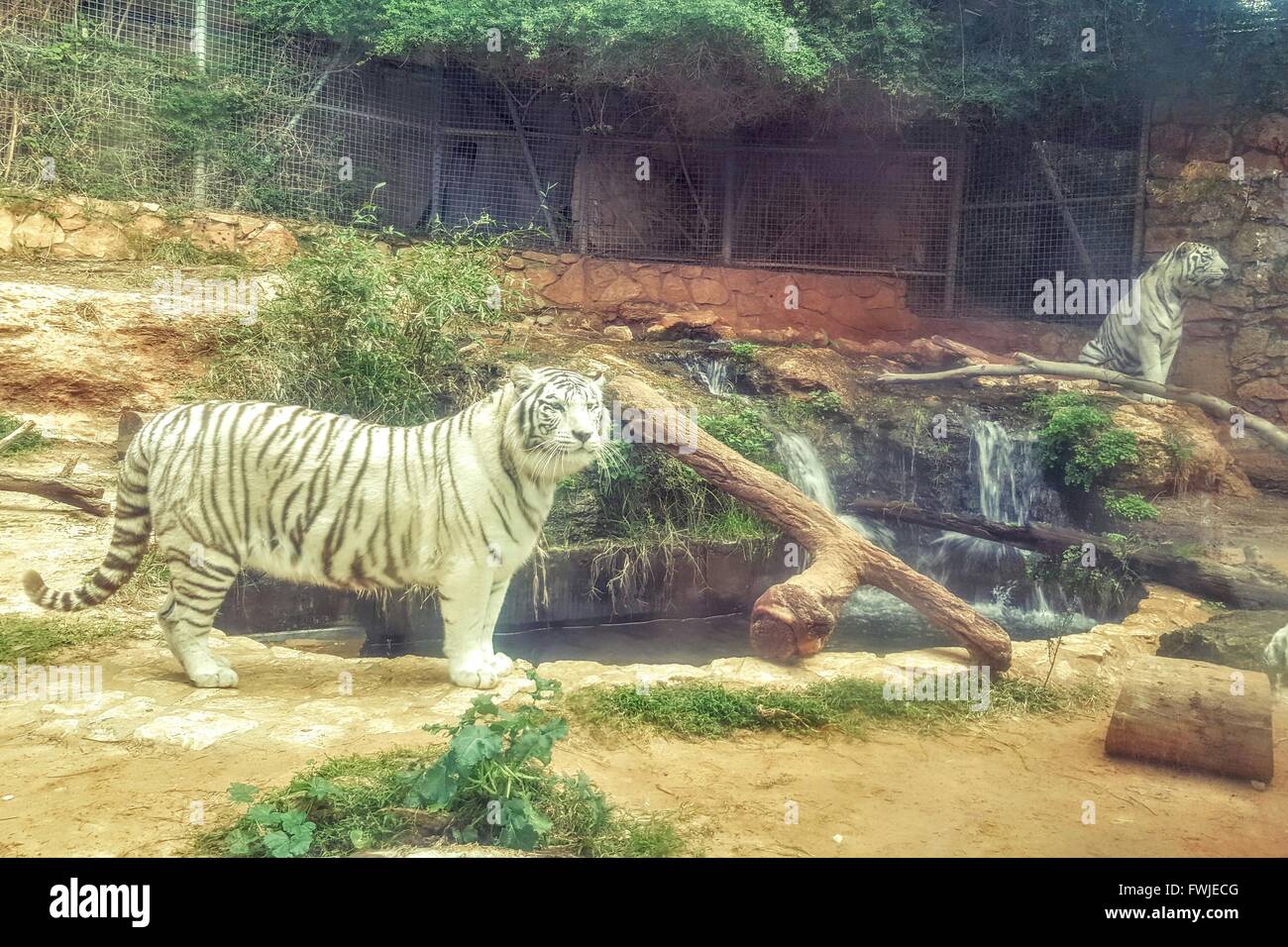 Haifa zoo israel hi-res stock photography and images - Alamy