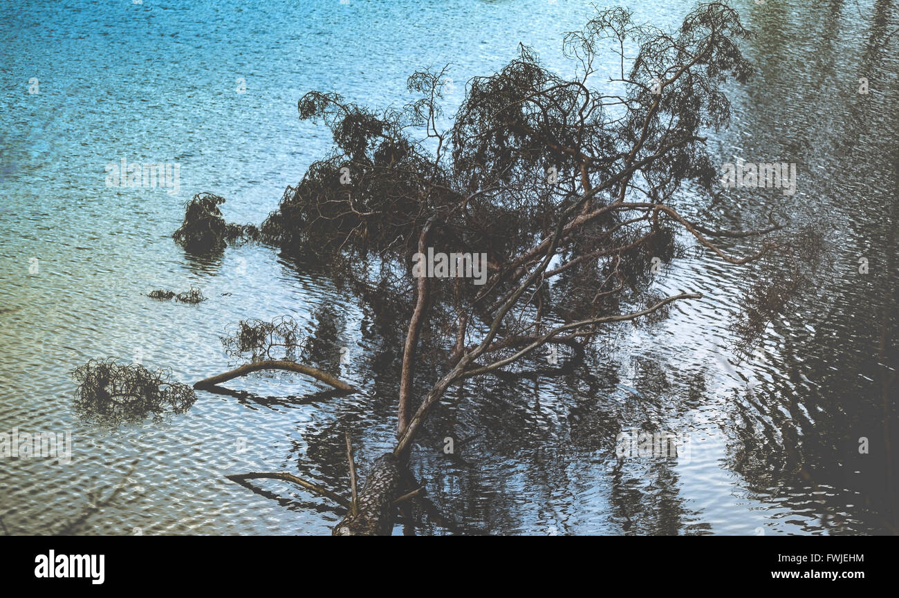 Fallen tree in river hi-res stock photography and images - Alamy