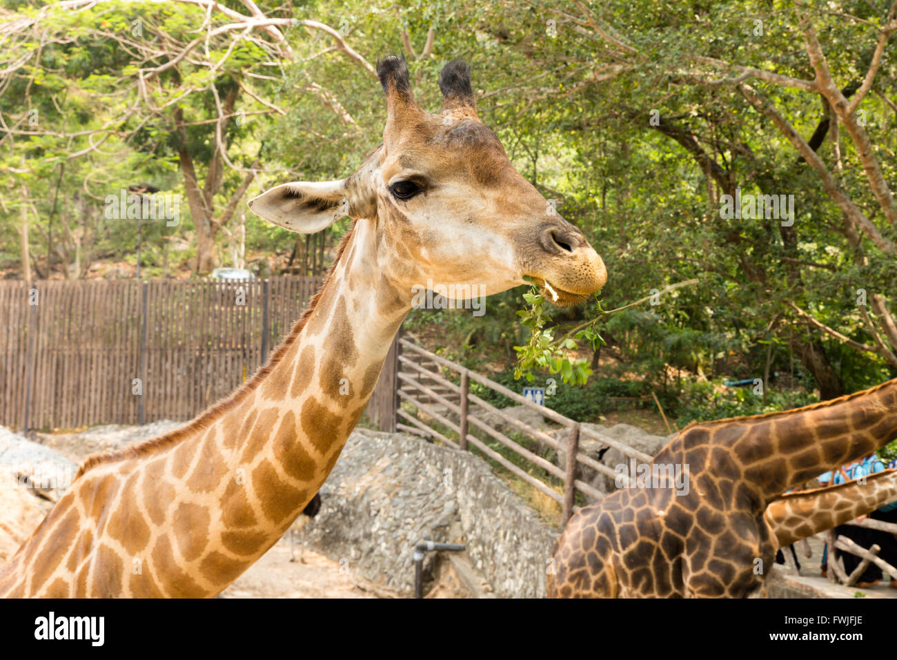 Giraffe eats some green leaves Stock Photo - Alamy