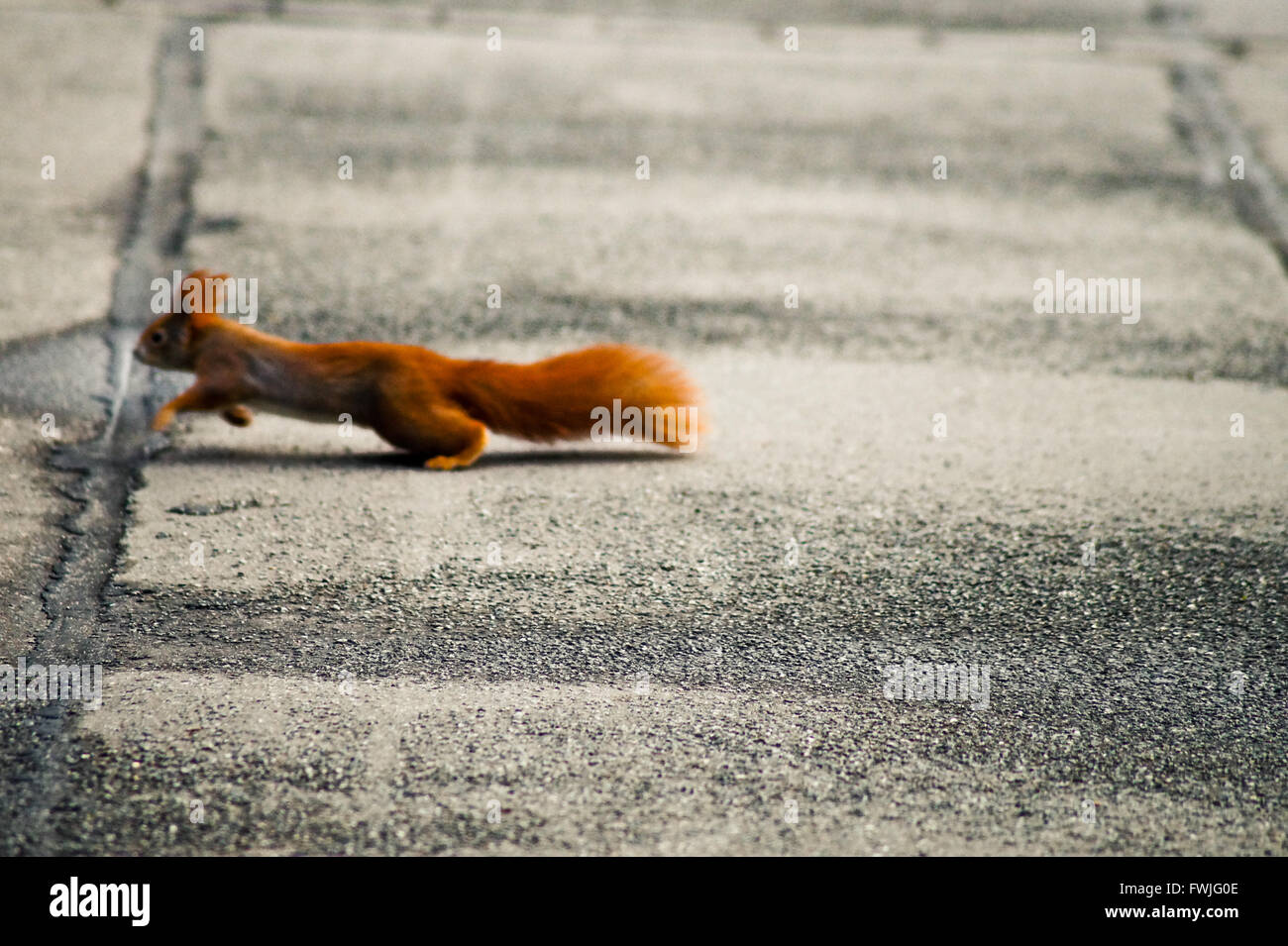Squirrel running hi-res stock photography and images - Alamy