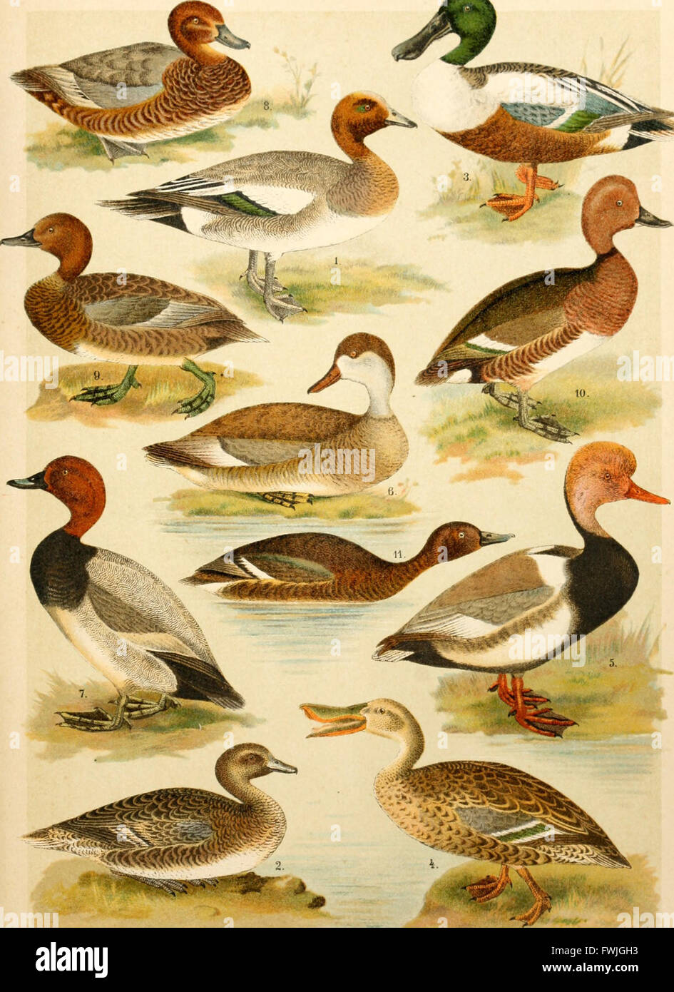 An ornithological atlas from 1902, focusing on European birds with ...