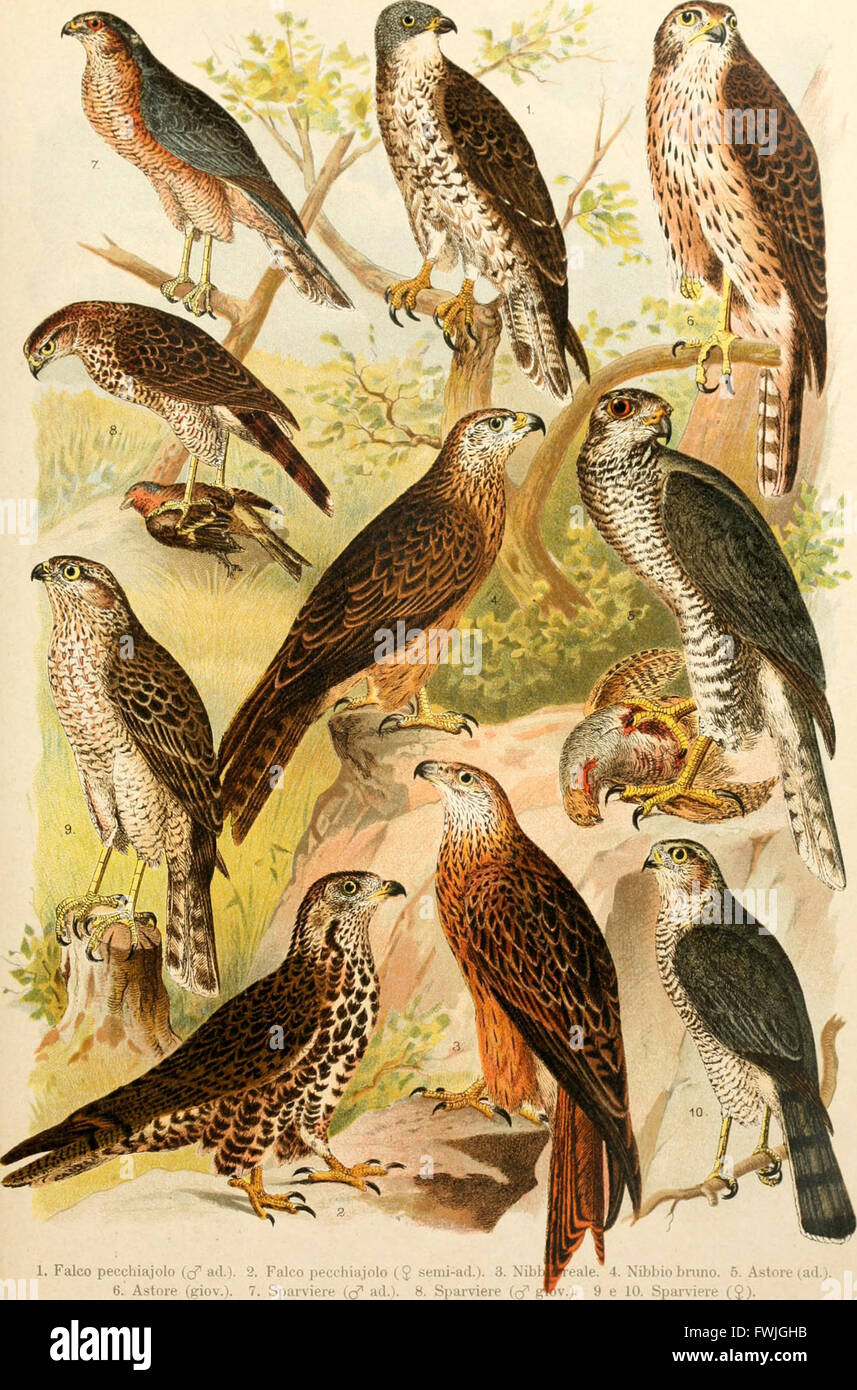 An ornithological atlas detailing European bird species, including ...