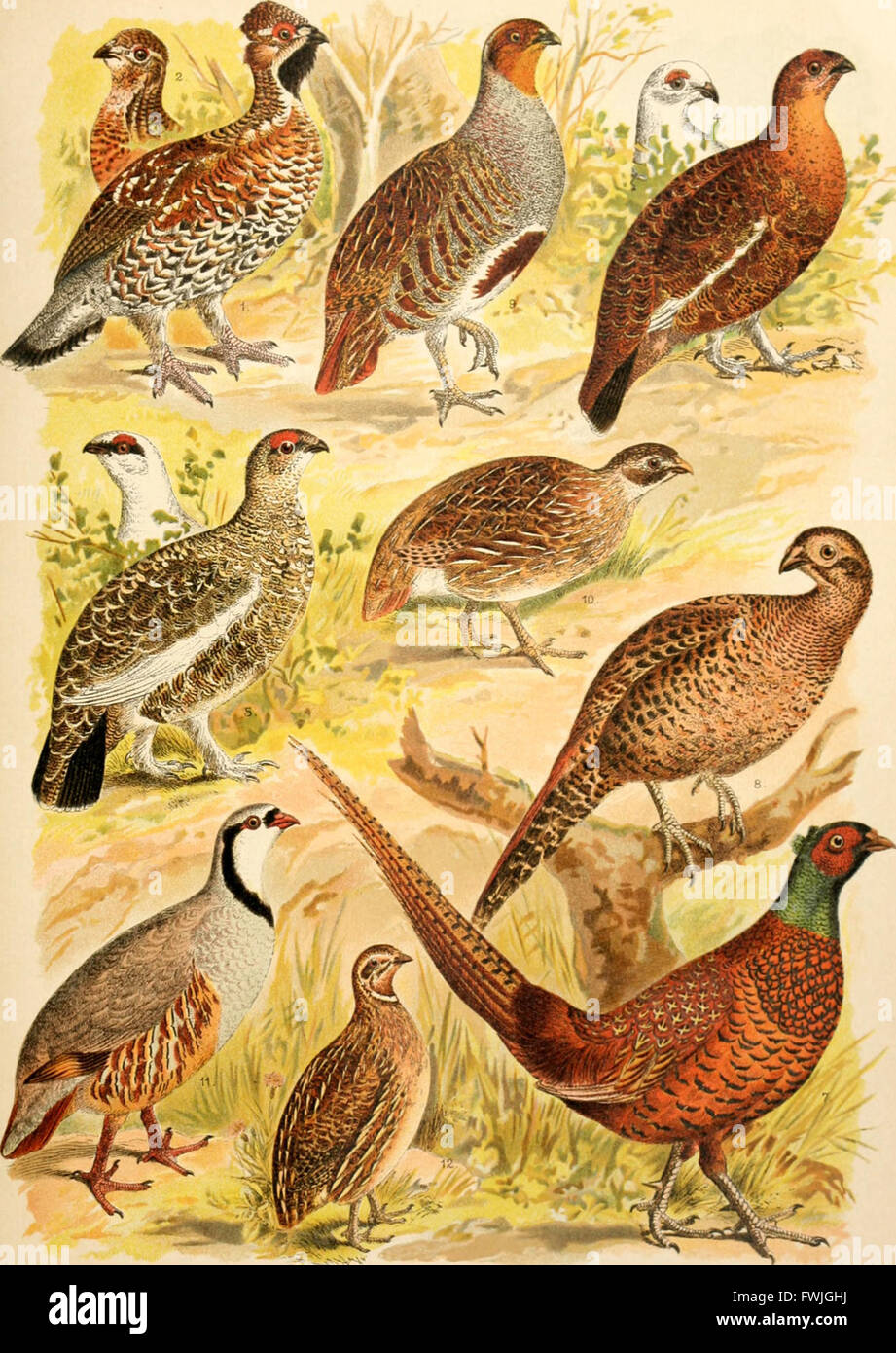 'Atlante Ornitologico' (1902) is an ornithological atlas covering ...