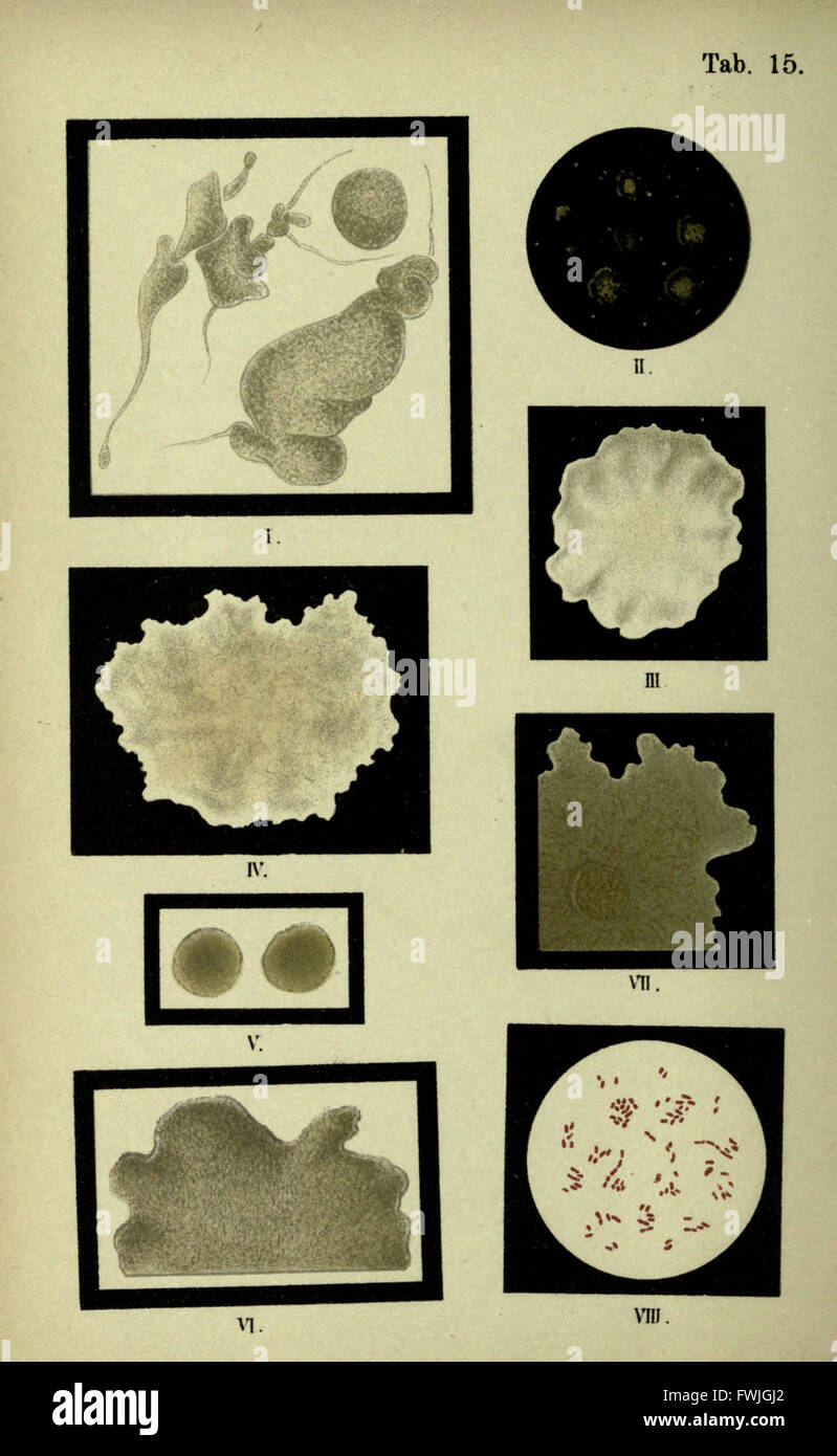 Work on bacteriology studies hi-res stock photography and images - Alamy