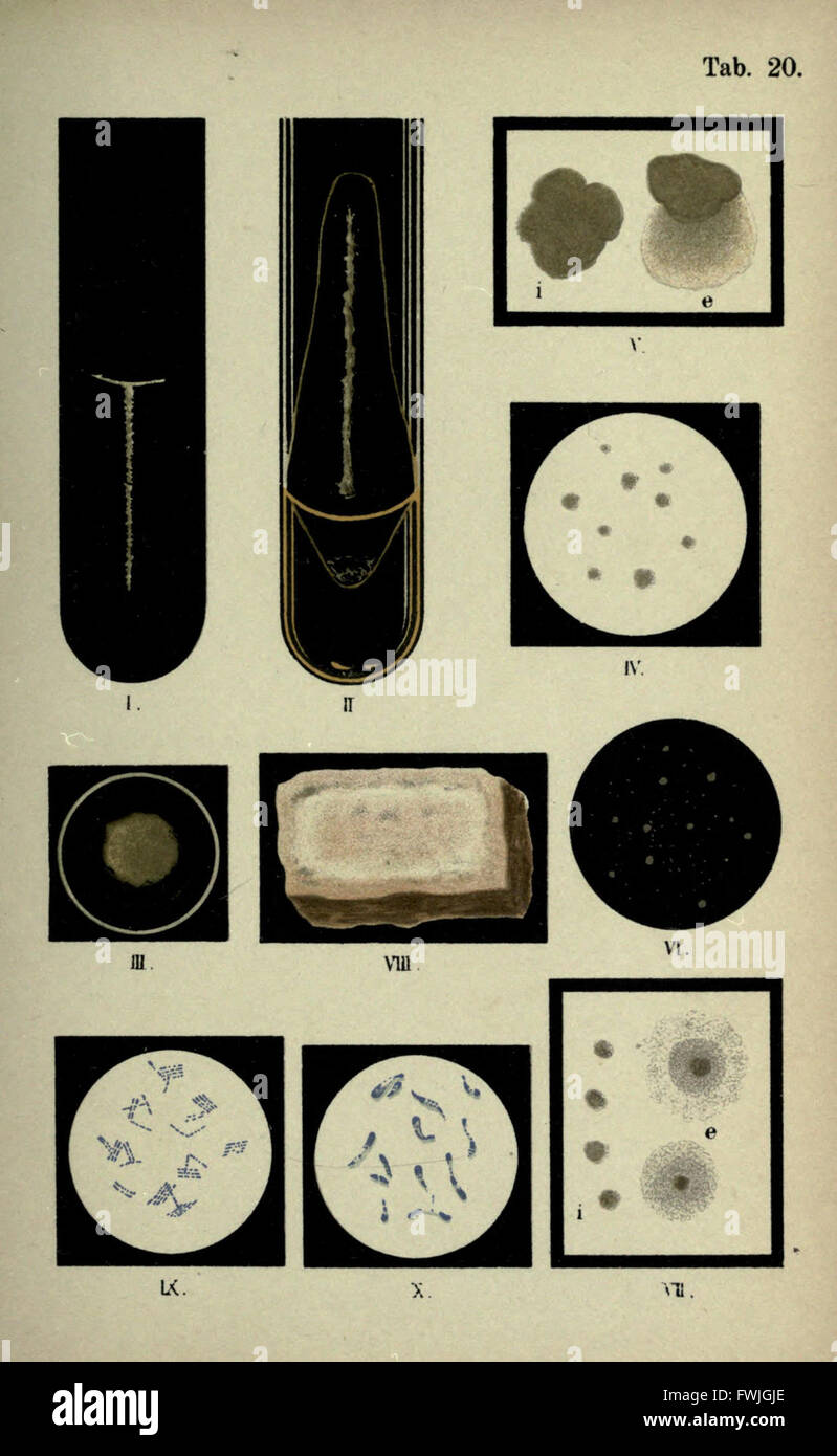 This work on bacteriology provides an essential overview of bacteria ...