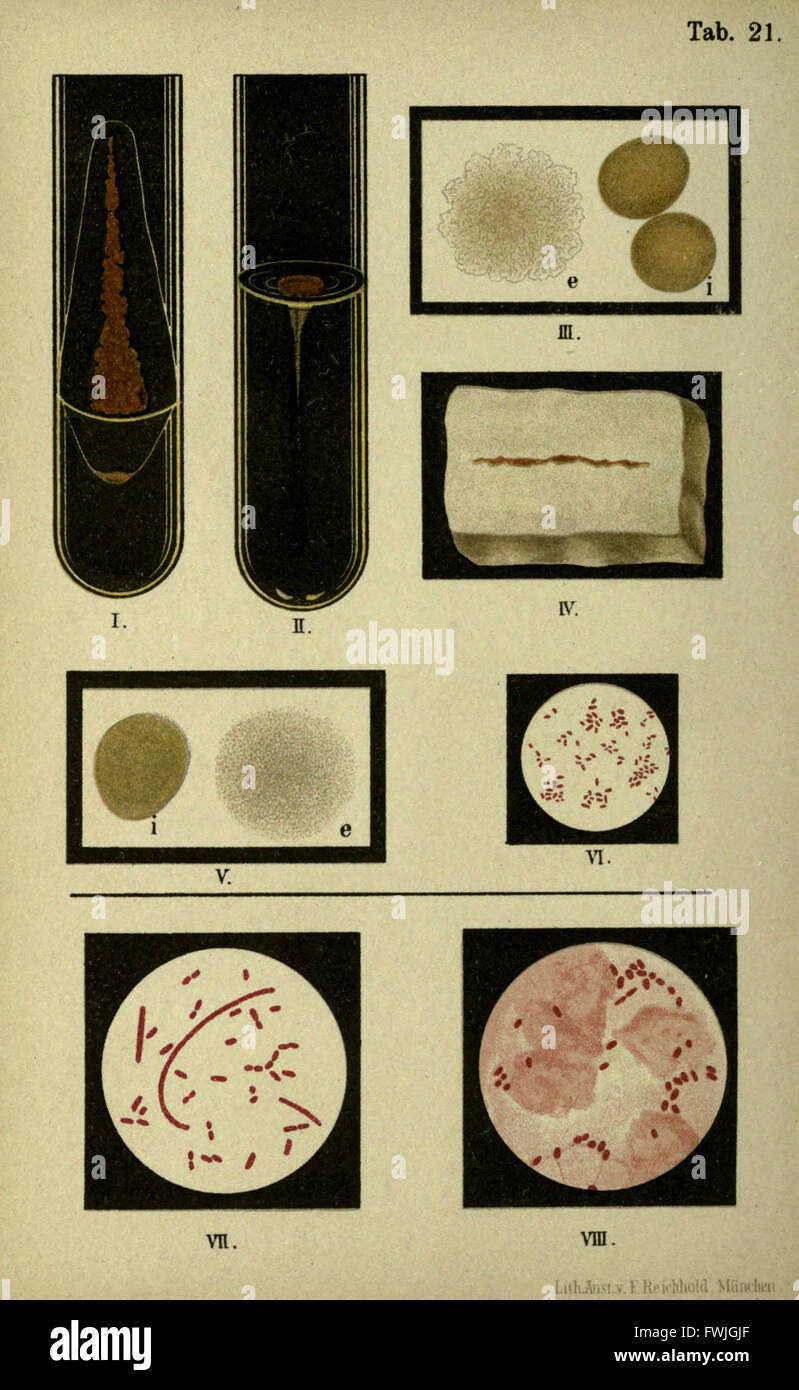 Tab. 21 of *Atlas and Essentials of Bacteriology* displays various ...