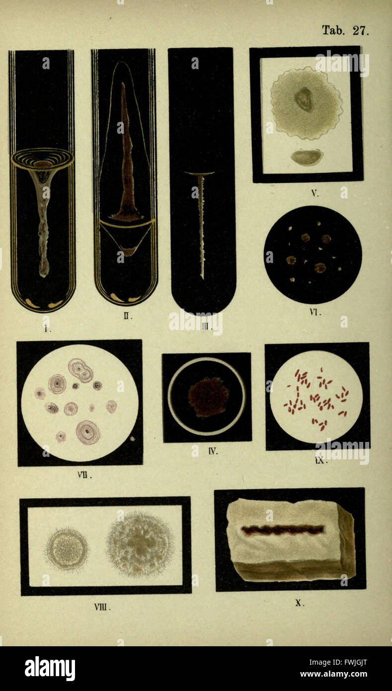 A reference book on bacteriology, including a detailed illustration or ...