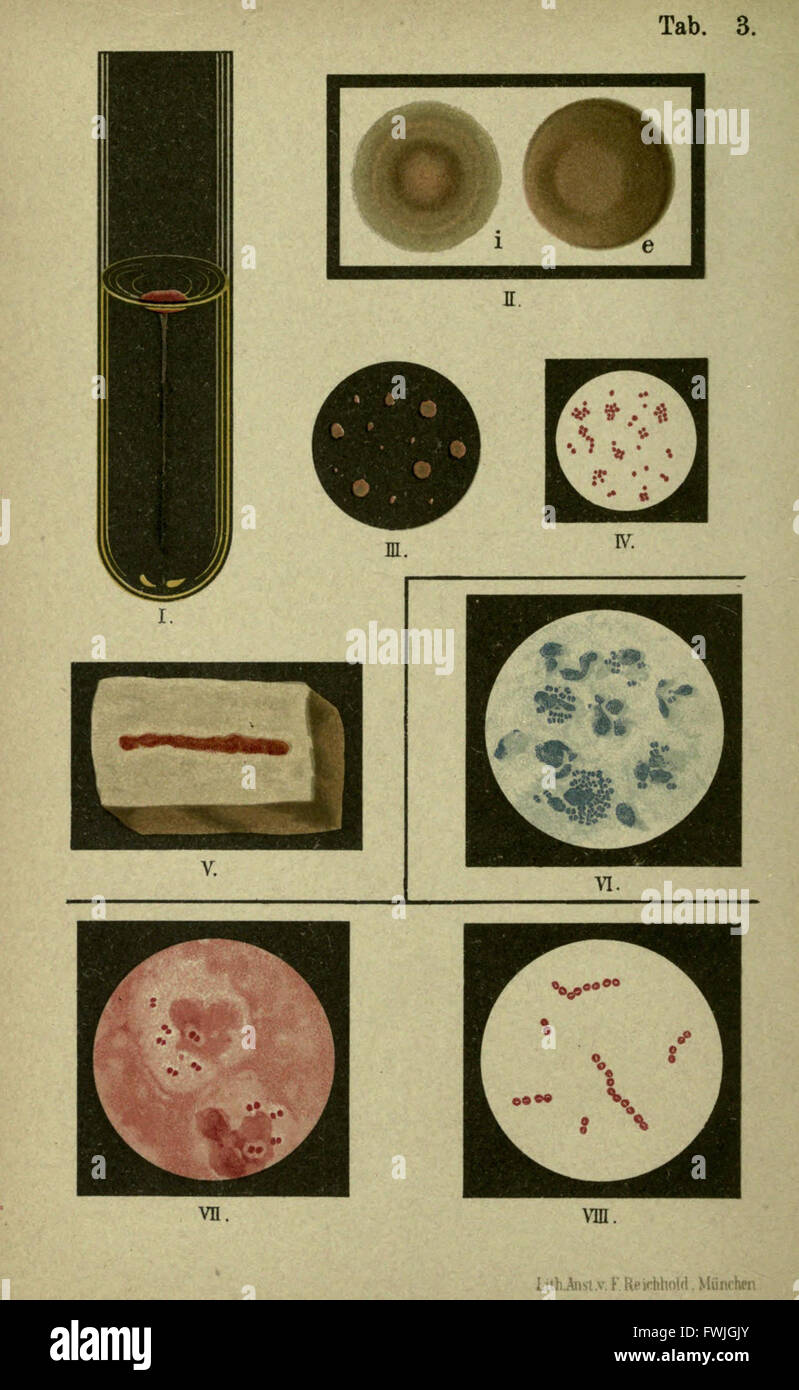 A section from a larger work on bacteriology, focusing on essential ...