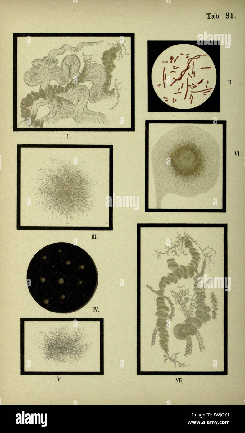 A comprehensive atlas and guide on bacteriology, focusing on the ...
