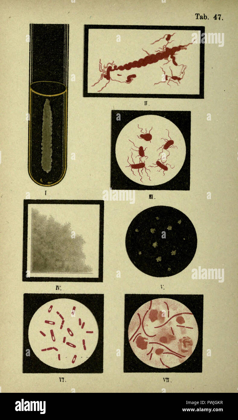 Tab. 47 of the Atlas and Essentials of Bacteriology presents visual ...