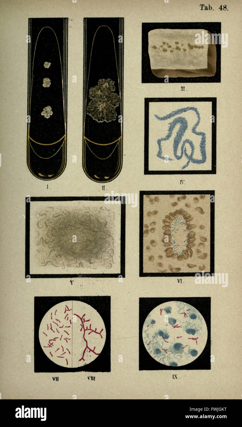 An atlas detailing essential information about bacteriology, with ...