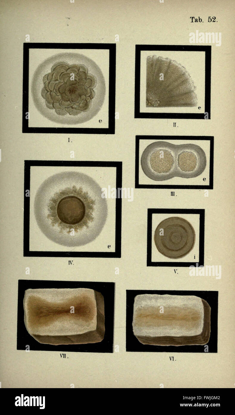 A scientific work on bacteriology, featuring illustrations and ...