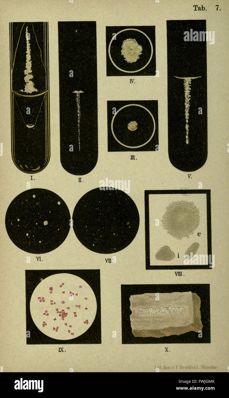 Bacterium classification hi-res stock photography and images - Alamy