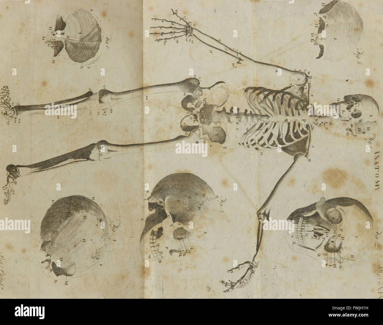 Human body sections in hi-res stock photography and images - Alamy