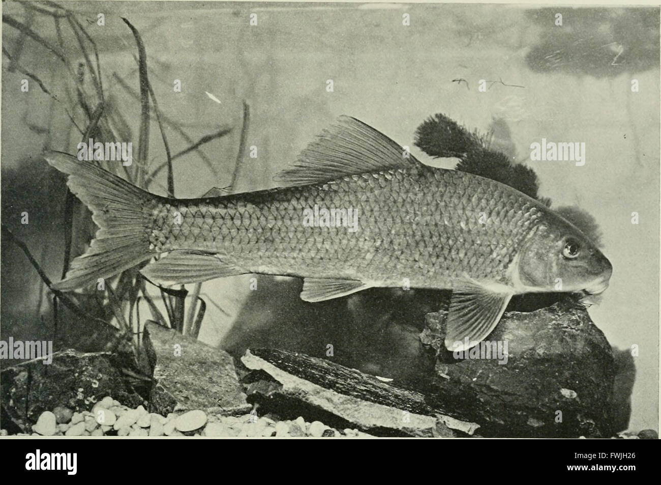 This 1902 work provides a comprehensive guide to food and game fish ...