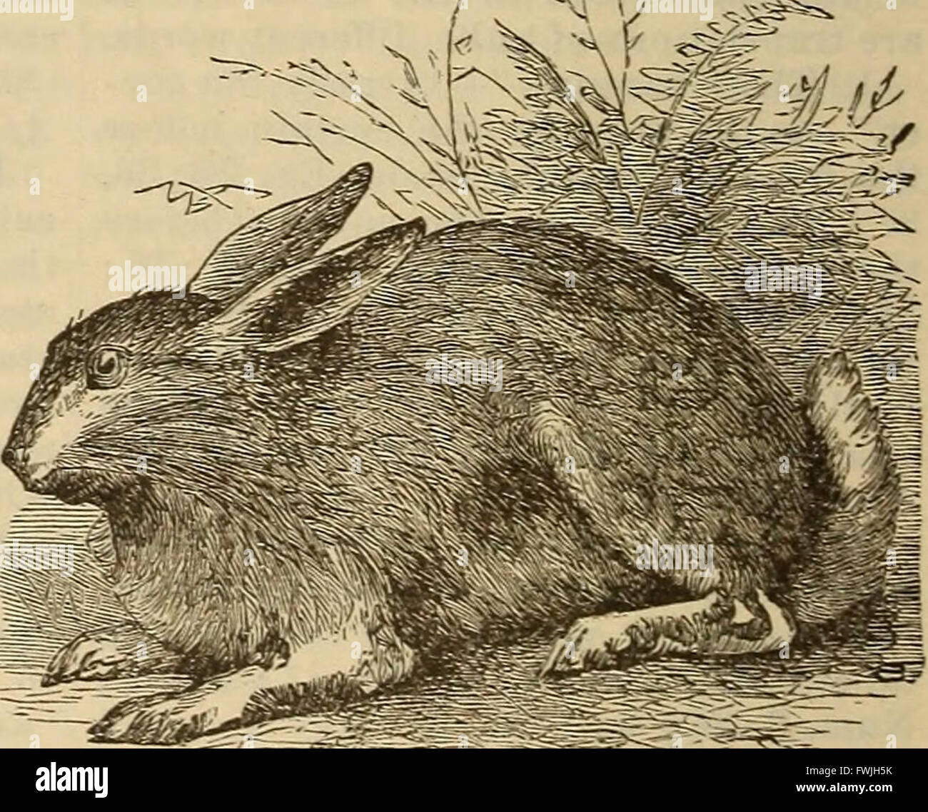 'A Dictionary of the Bible' (1887) provides detailed definitions and ...