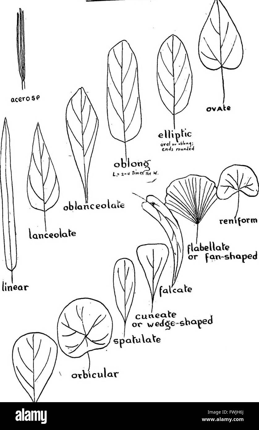 'A Flora of Manila' (1912) offers a comprehensive study of the plant ...