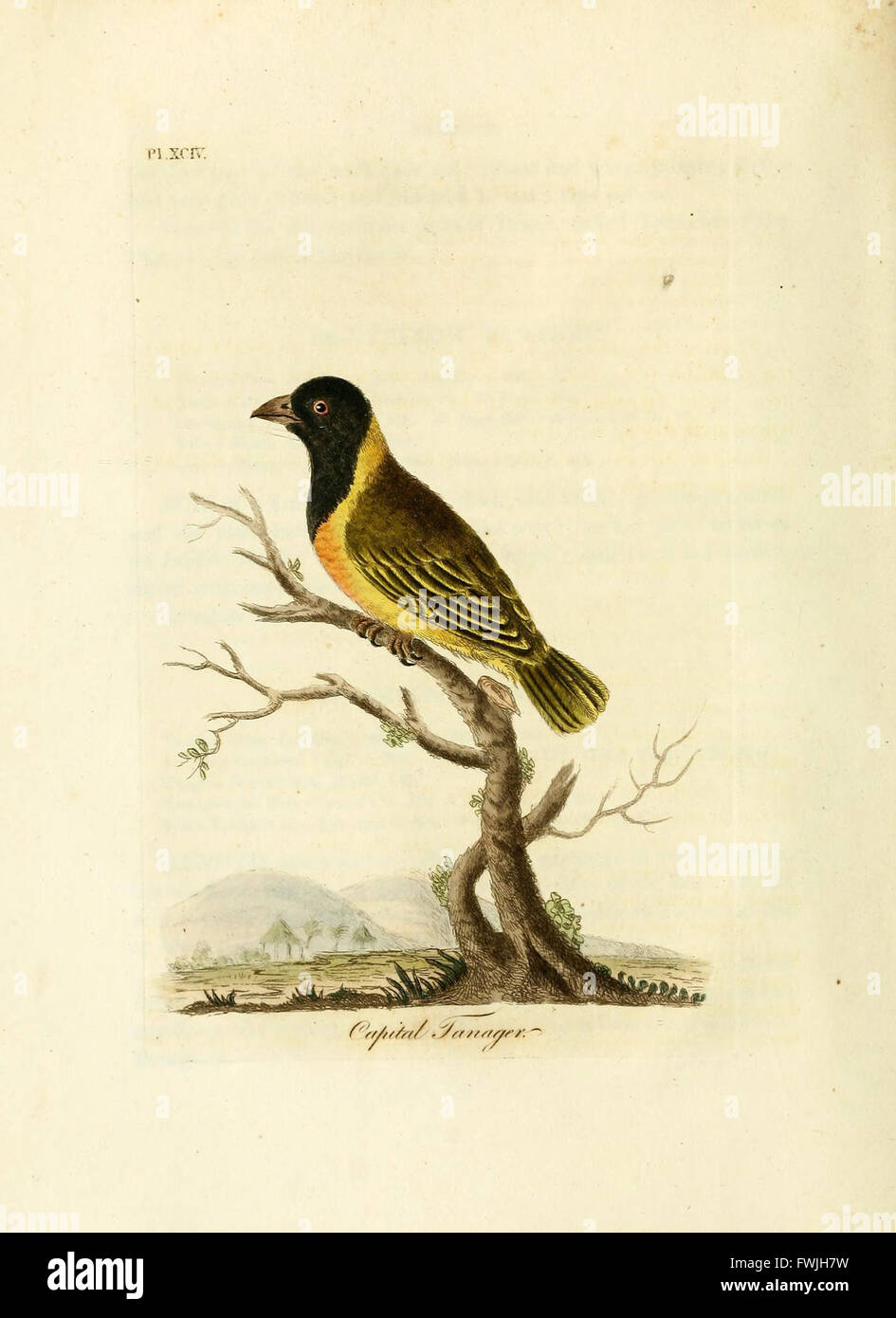 A general history of birds (Pl. XCIV Stock Photo - Alamy