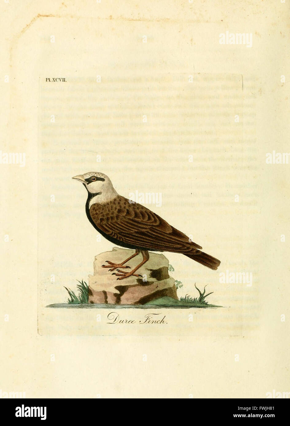 This work provides a comprehensive overview of various bird species ...