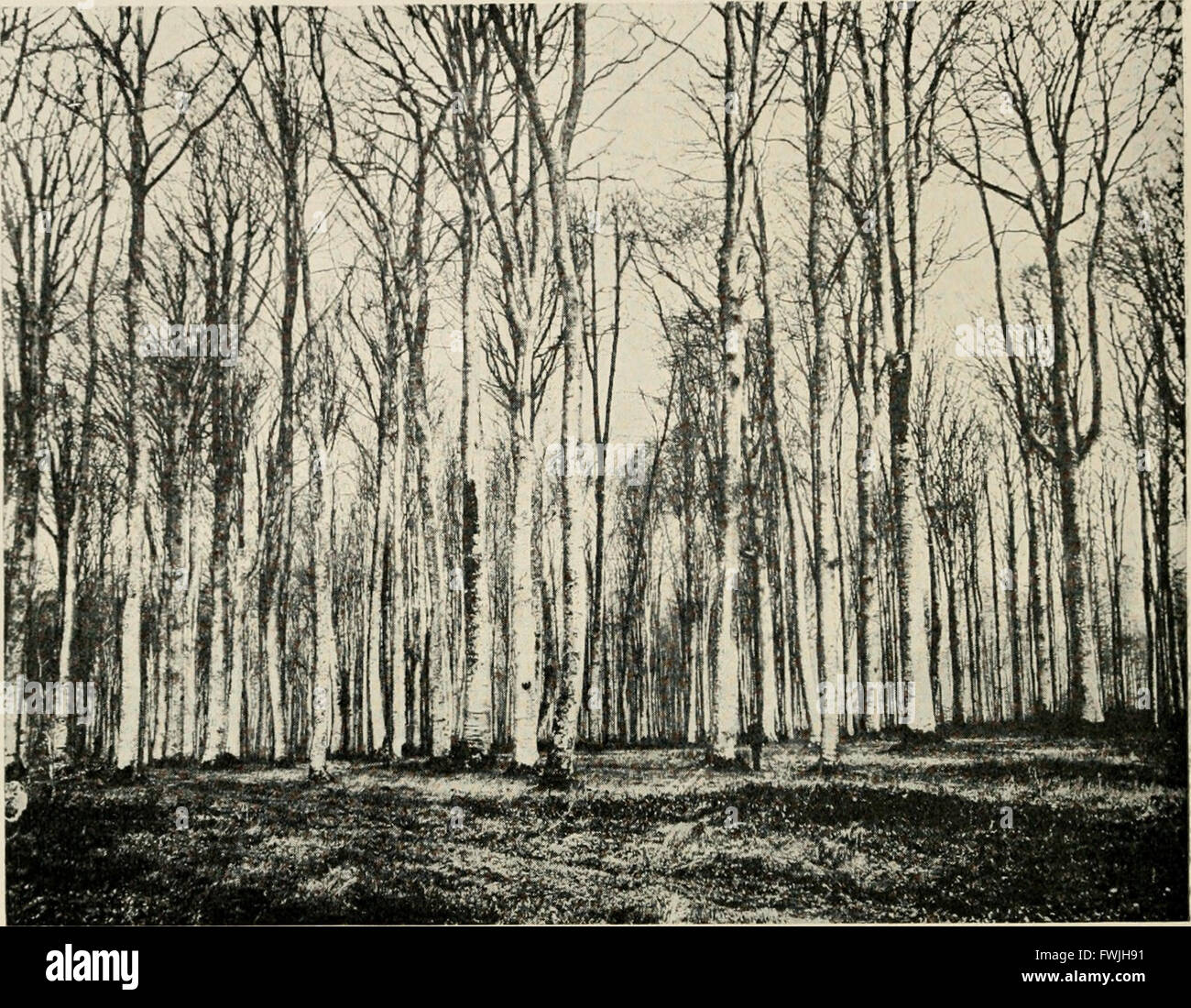 A collection of works from American Forestry, published between 1910 ...