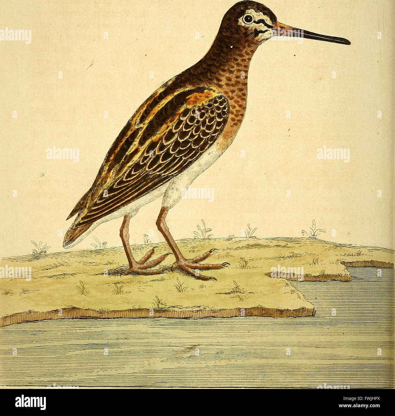This 1731 edition of 'A Natural History of Birds' features detailed ...