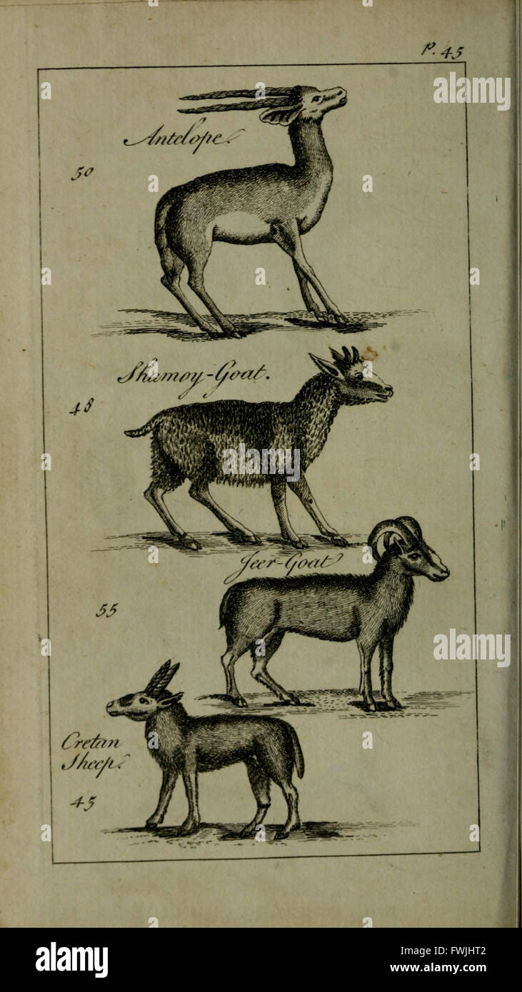 An early natural history book featuring illustrations and descriptions ...