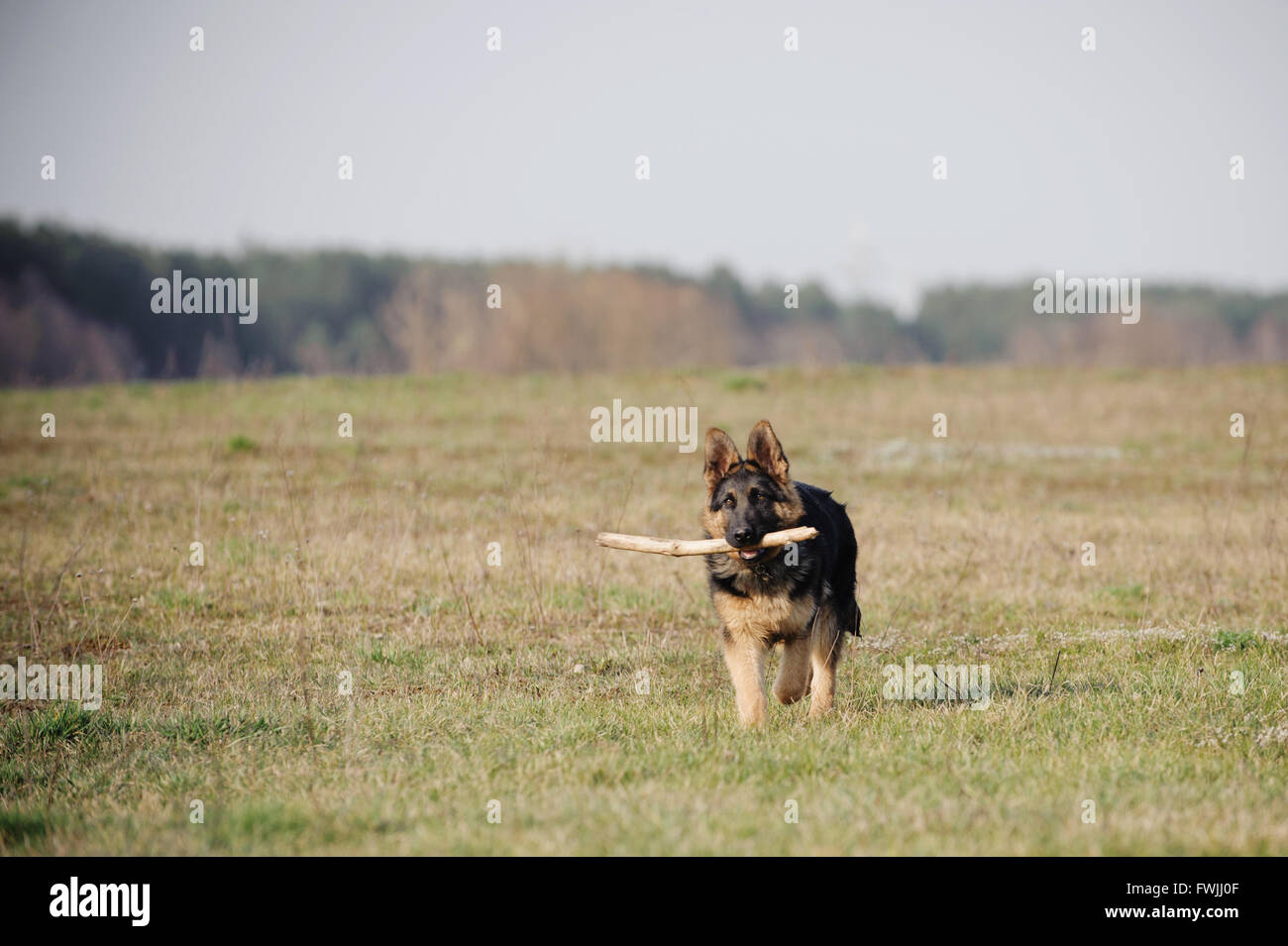 Young German Shepherd Stock Photo - Alamy