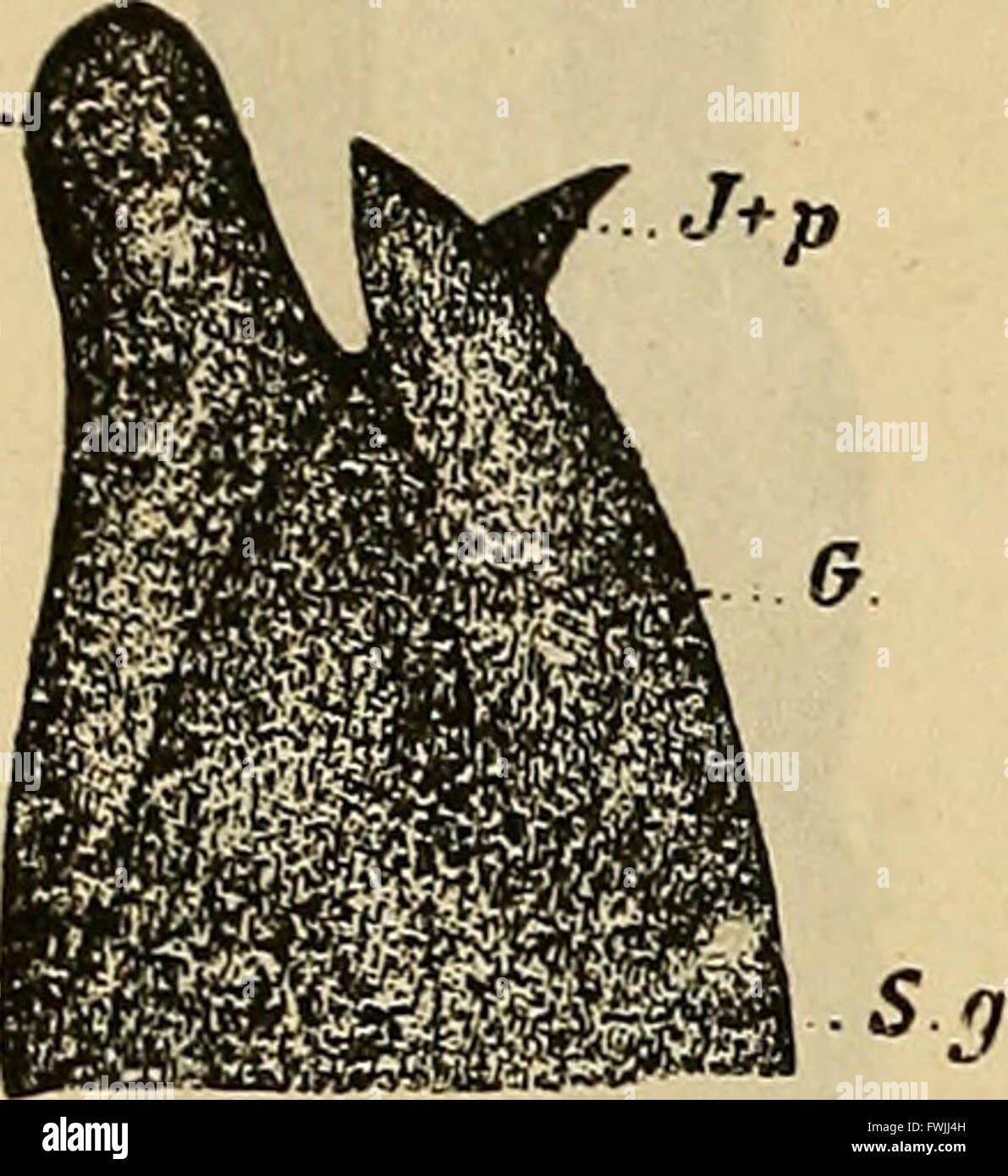 The 'Bulletin de la Société des Sciences de Bucarest' is a Romanian ...