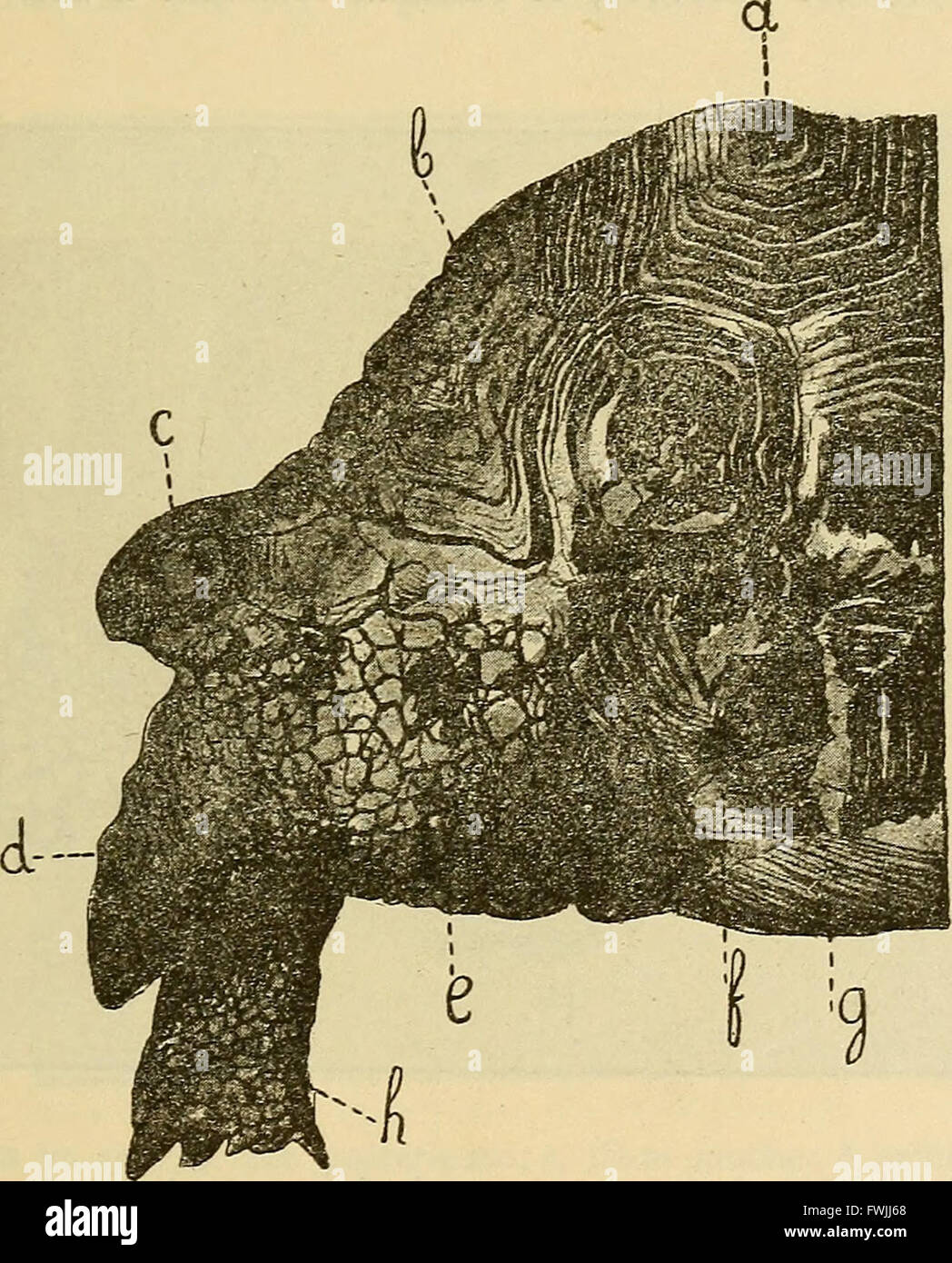 'Buletinul Societății de Științe din București' (1892-1911) is a ...