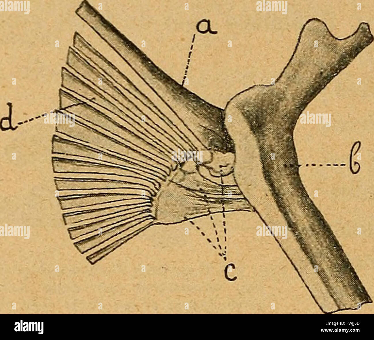 This Romanian bulletin from 1892-1911 contains scientific research and ...