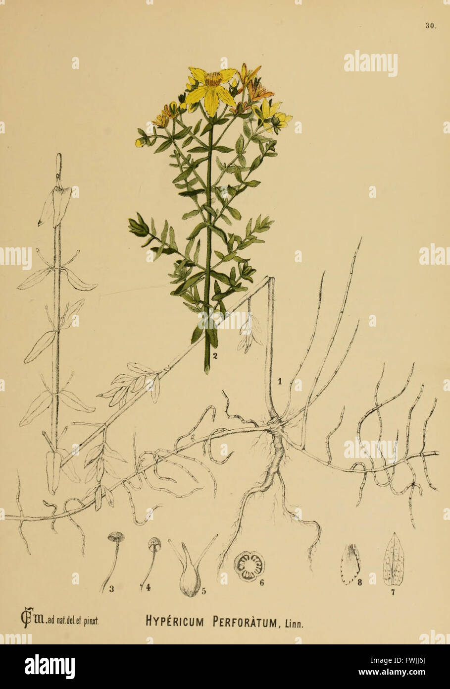 This plate from the American Medicinal Plants series features ...
