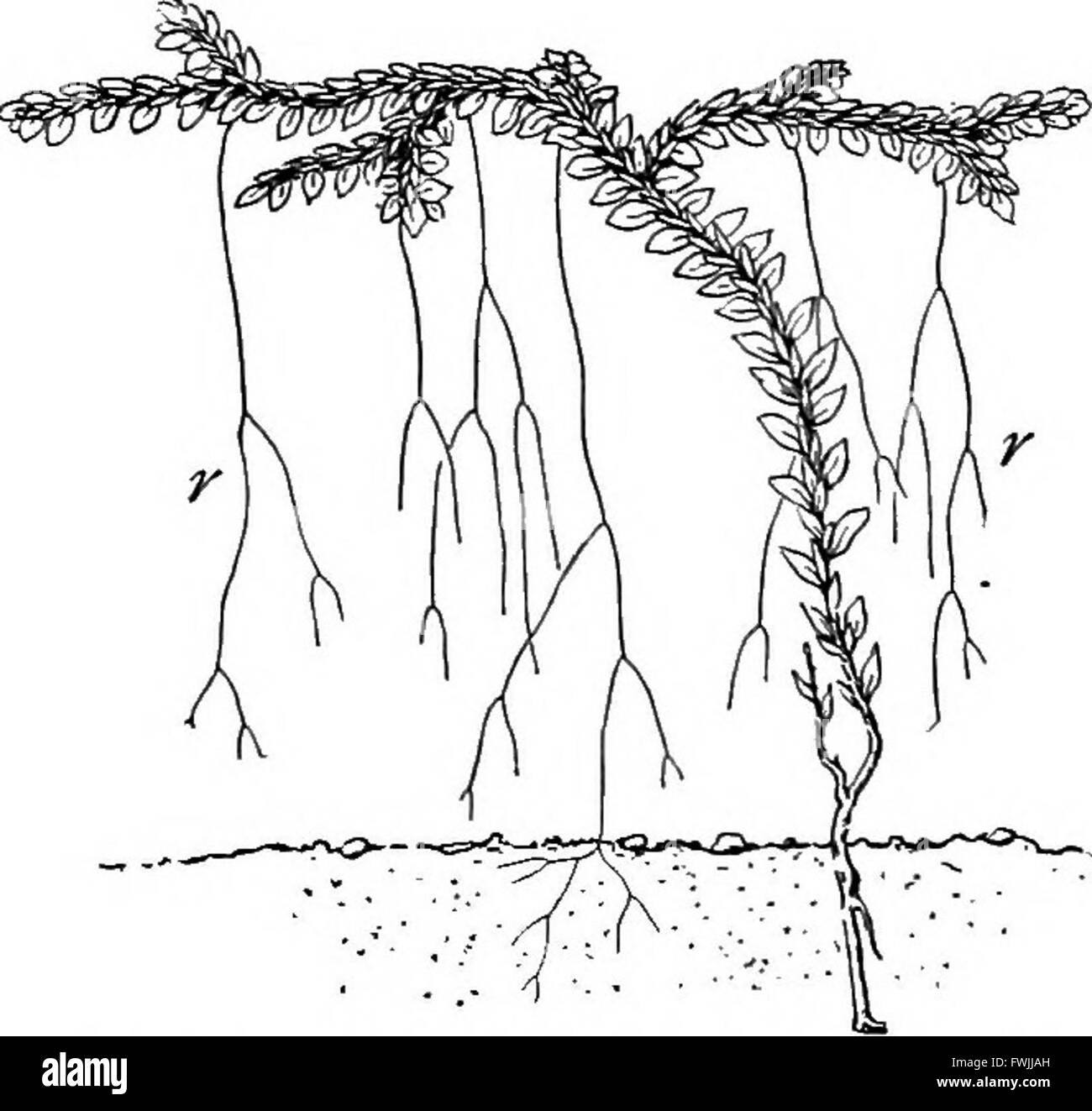 This Textbook On Botany Covers Plant Classification Structure Physiology And Ecology