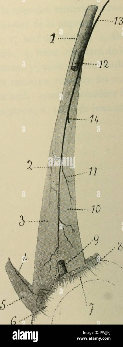 'Buletinul Societii de ciine' (1892), also known as the 'Bulletin of ...