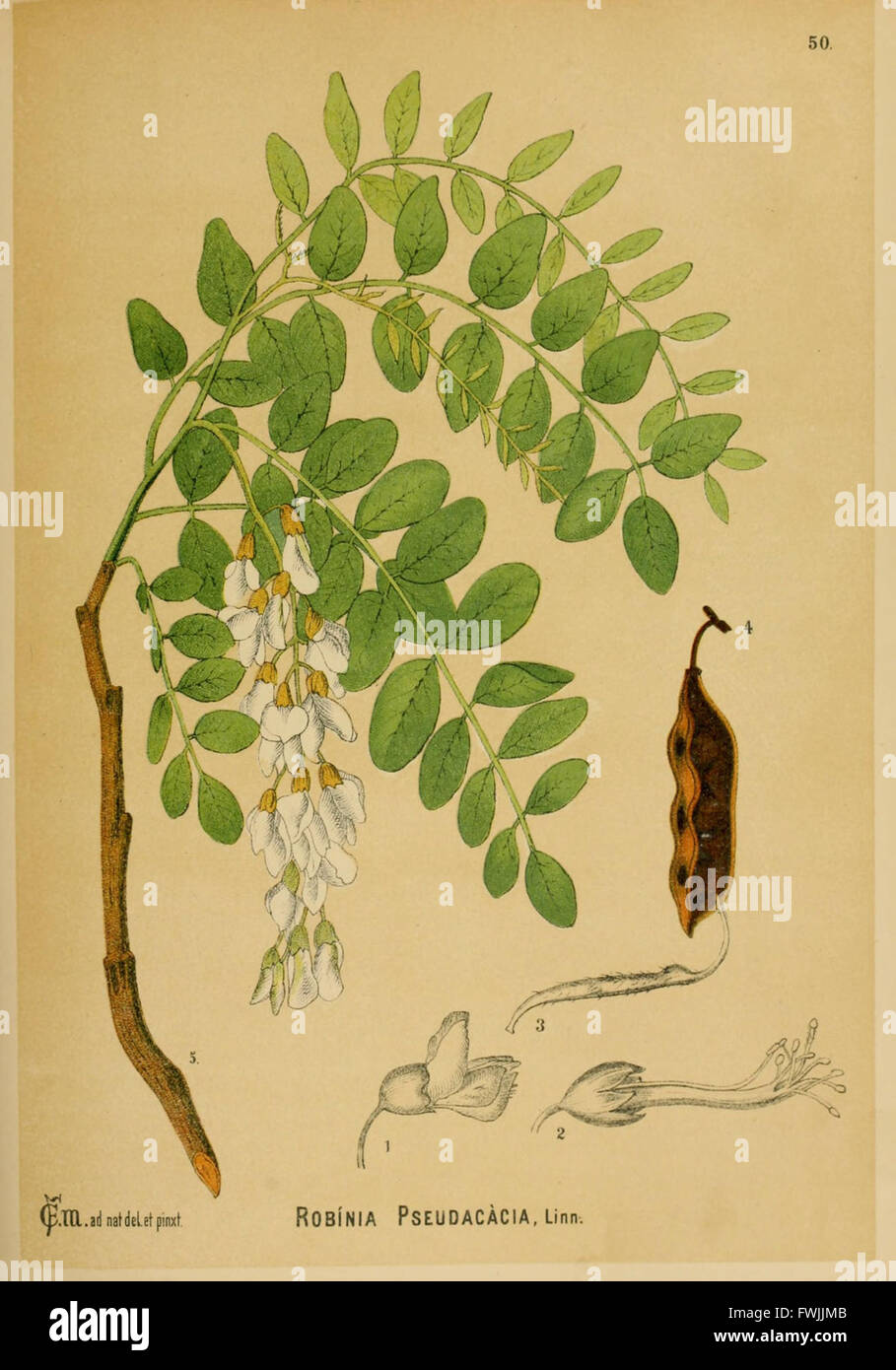 'American Medicinal Plants (Plate 50)' focuses on the botanical study ...