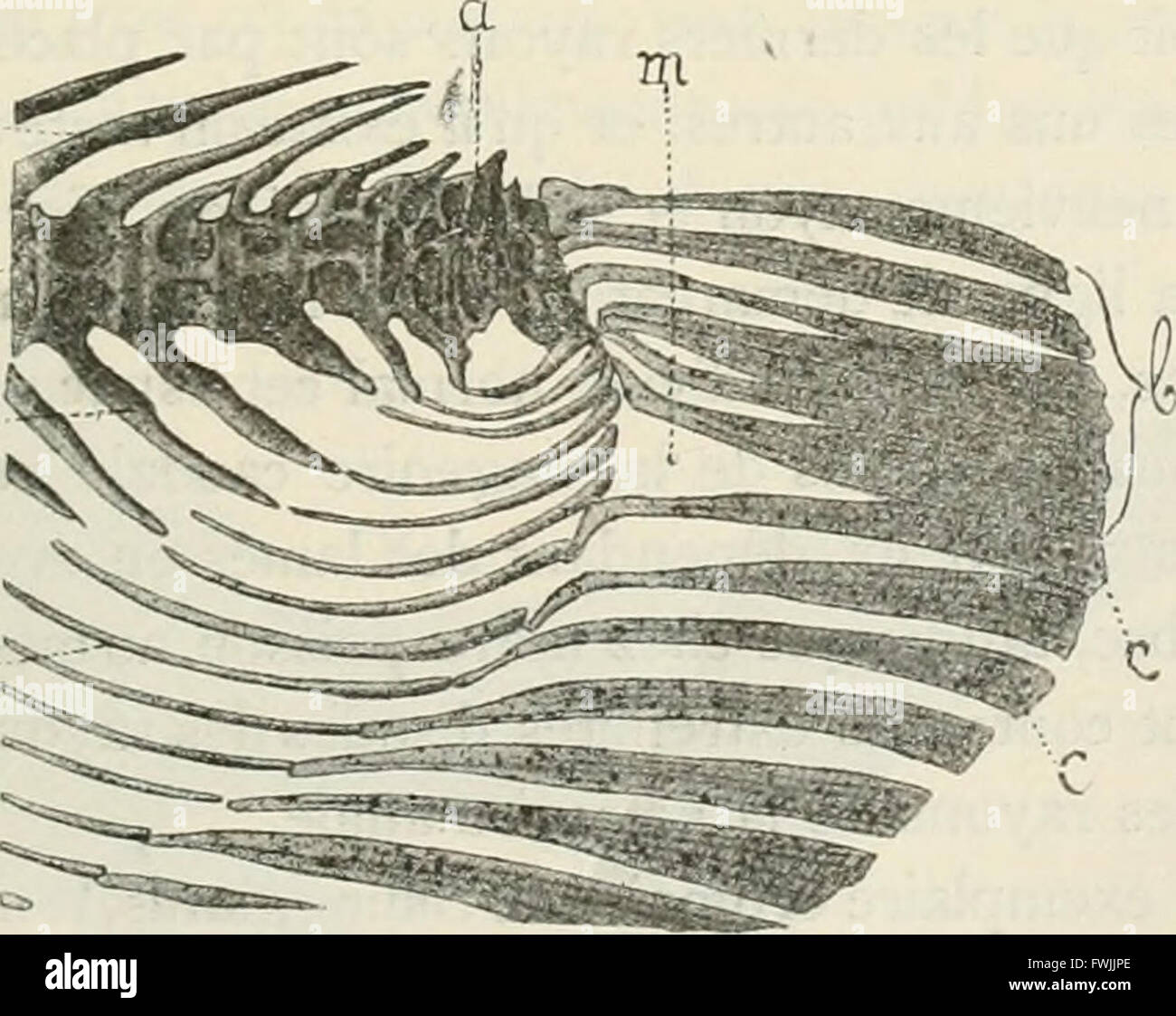A 1899 bulletin published by the Society of Sciences in Bucharest ...