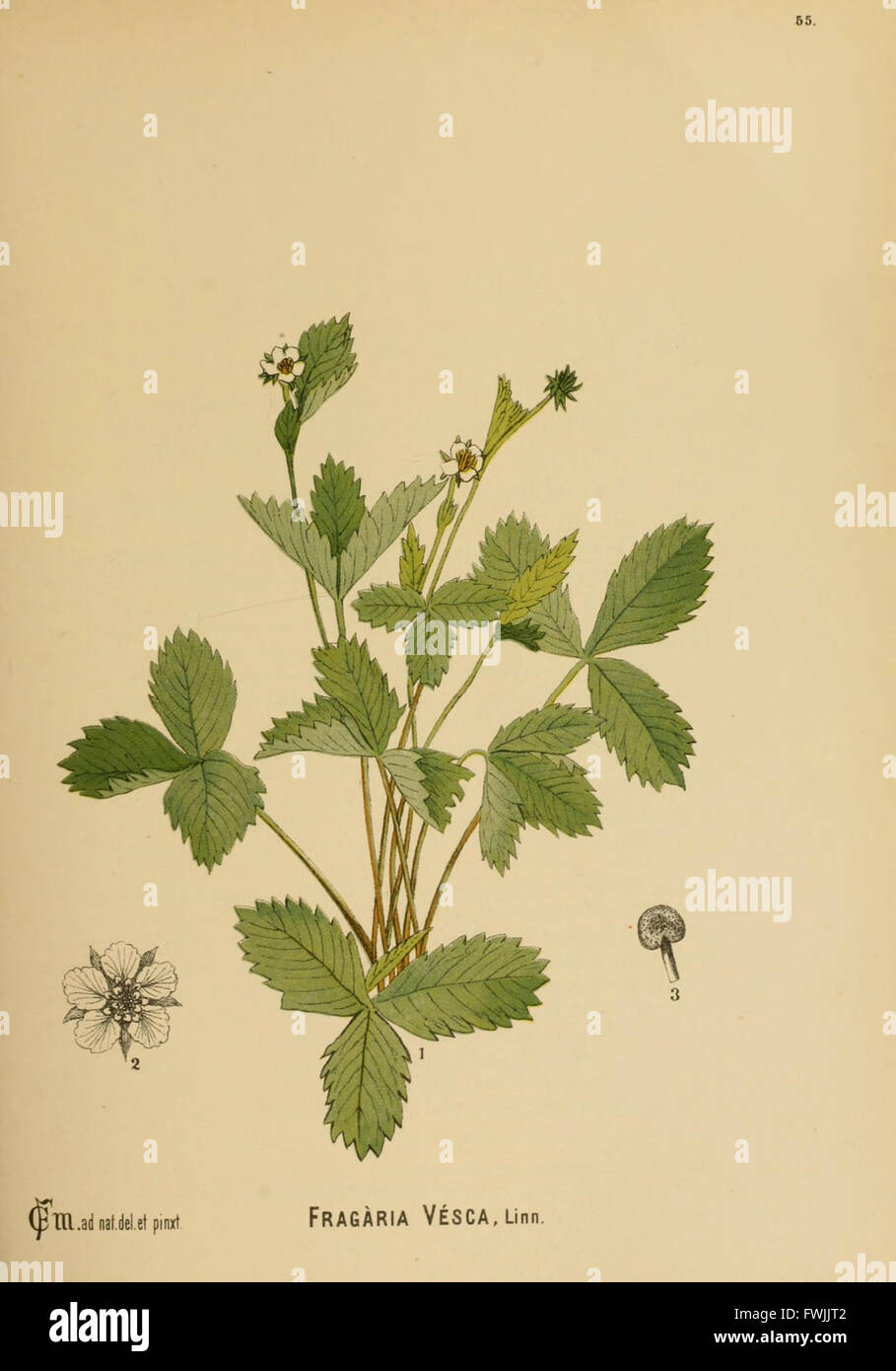 'American Medicinal Plants' features detailed illustrations of native ...