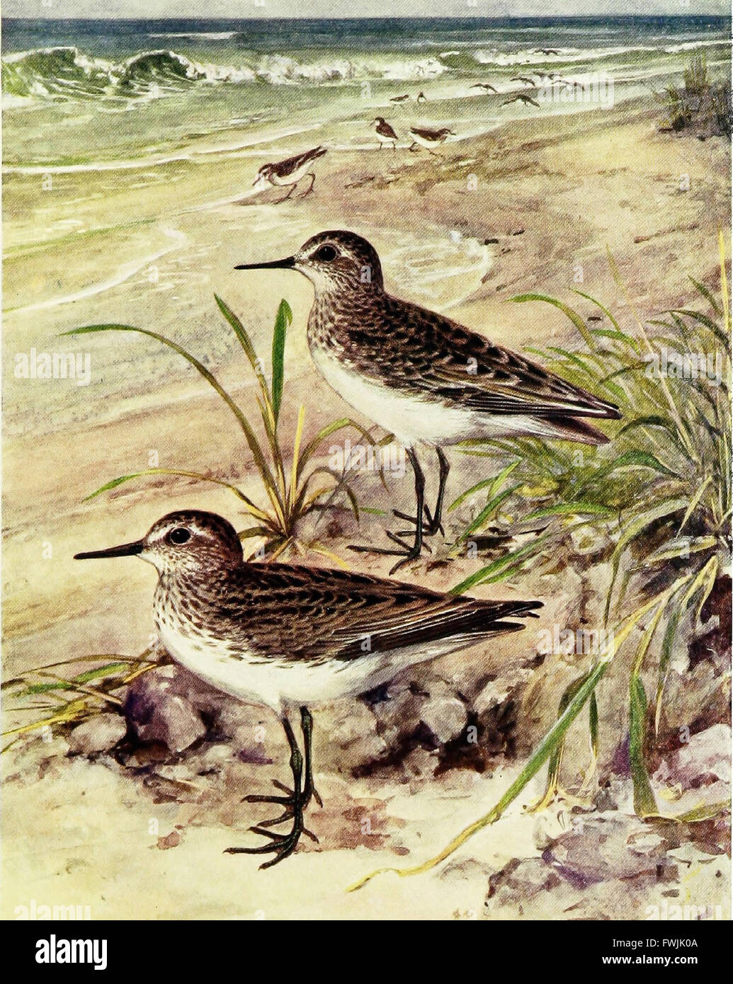 This 1916 work follows the life cycles of birds throughout the year ...
