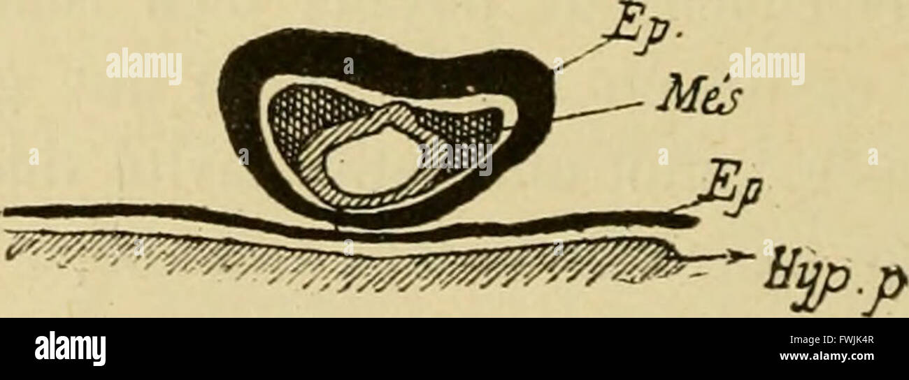 A scholarly bulletin published in 1885 by the Royal Academy of Sciences ...