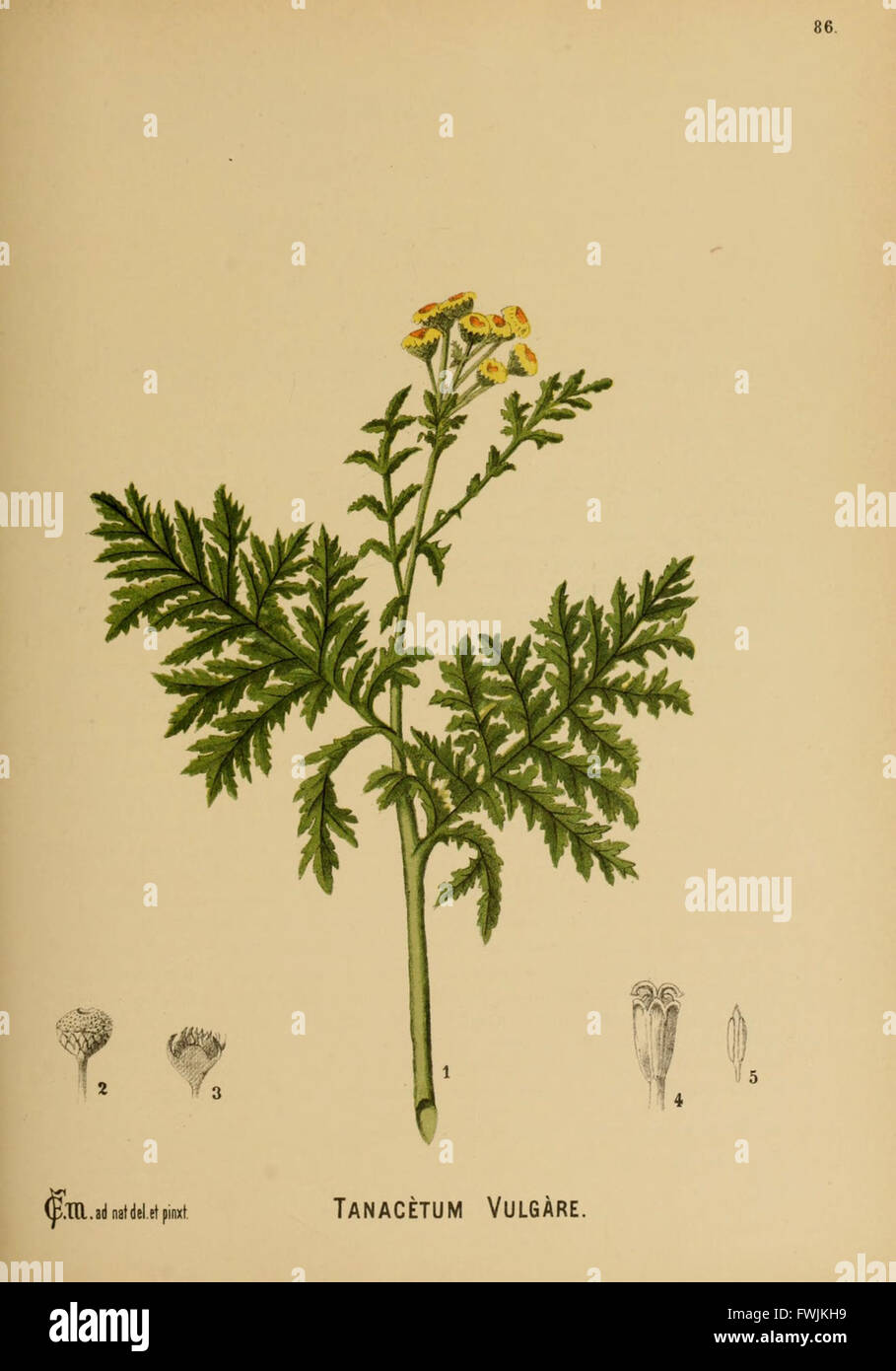 This plate showcases various American medicinal plants, highlighting ...