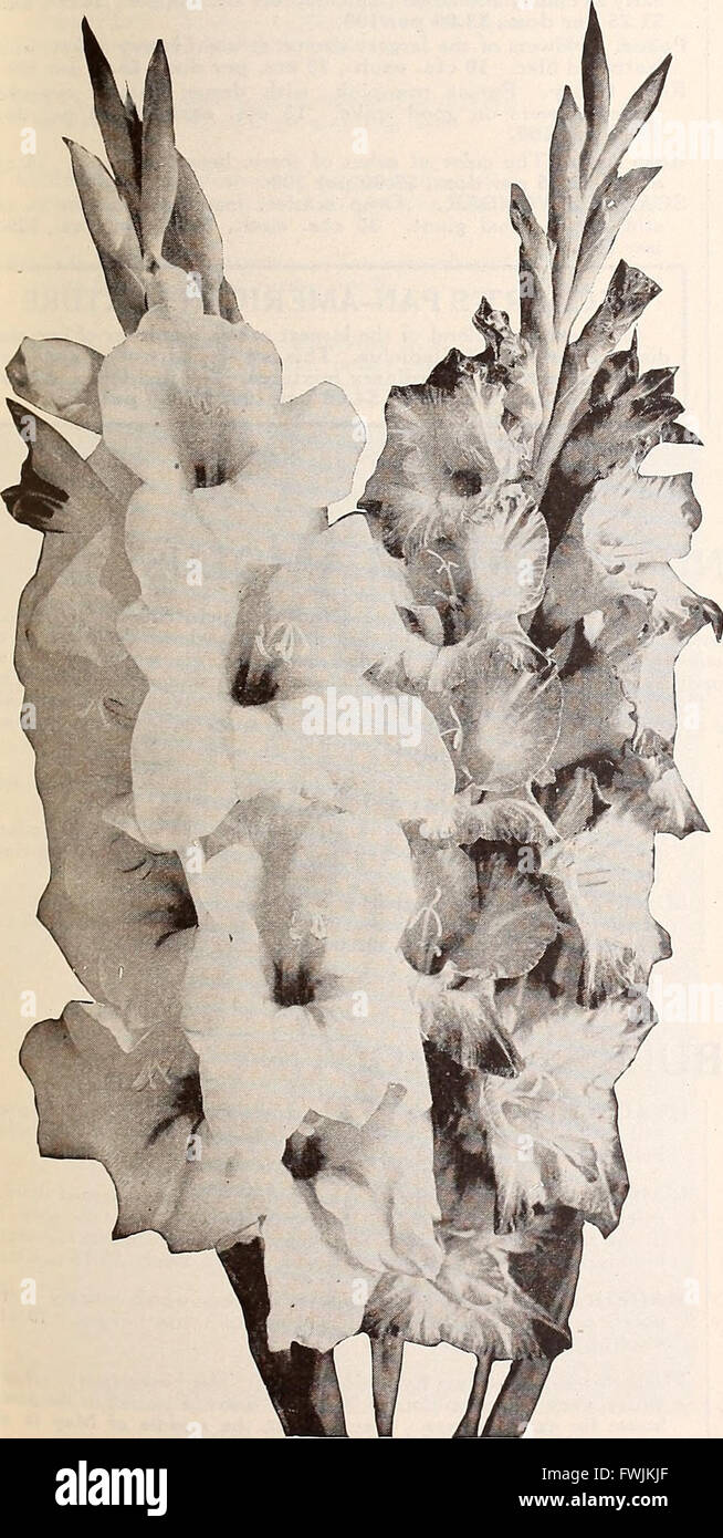 'Beckert's Seed Store' (1931) presents a catalog of vegetable seeds and ...