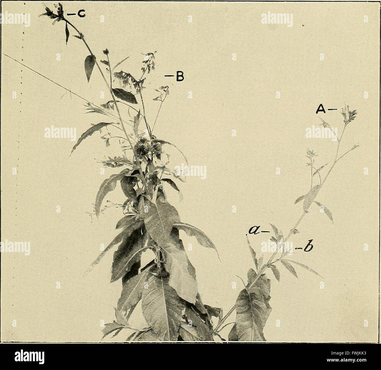 *Bulletin* (1889-1913) is a periodical publication focusing on ...