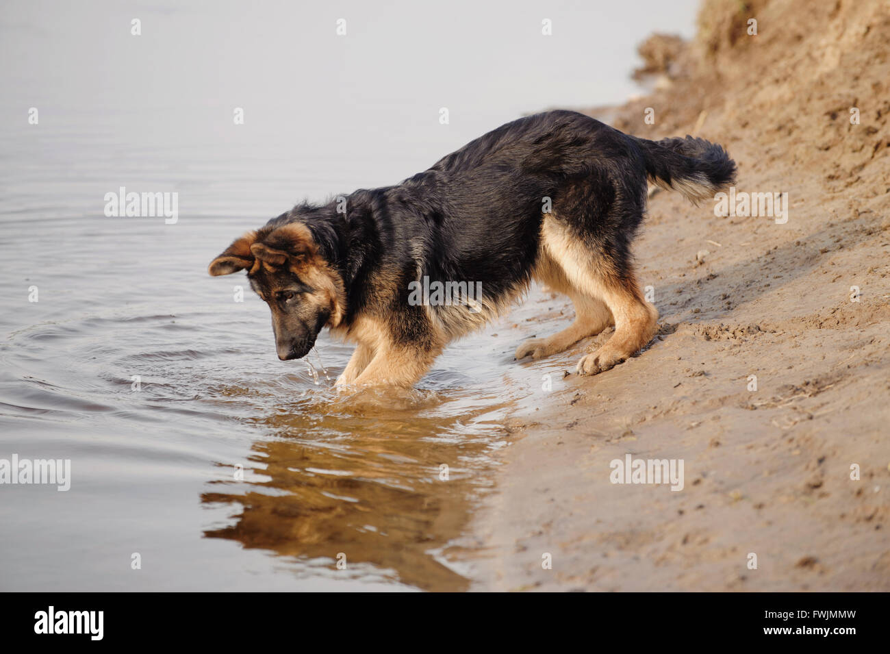 Young German Shepherd Stock Photo - Alamy