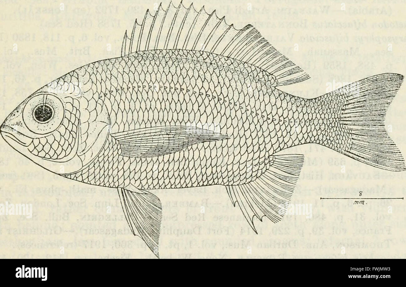 A 1933 bulletin from the United States National Museum, featuring ...